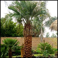 Certified Medjool Date Palms | Certified Zahidi Date Palms | Palm Trees ...