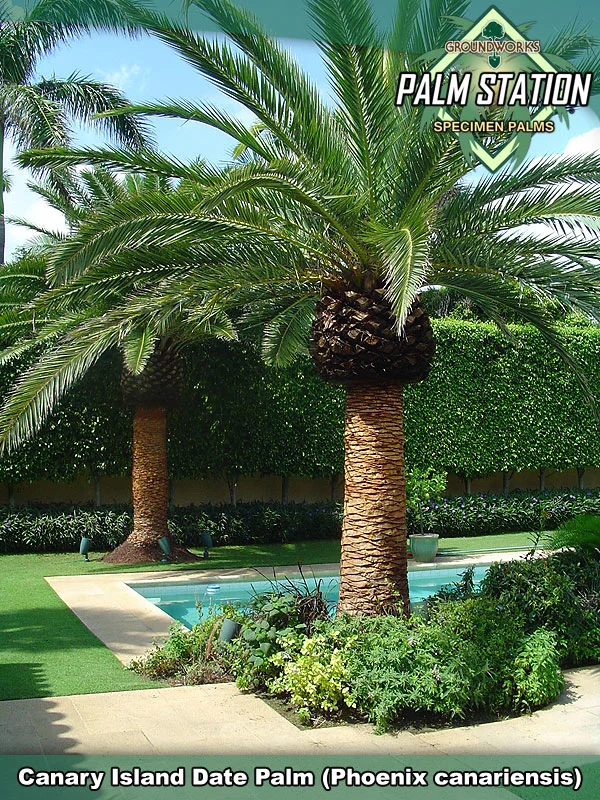 Certified Medjool Date Palms | Certified Zahidi Date Palms | Palm Trees ...