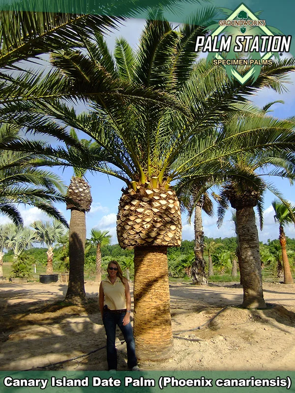 Certified Medjool Date Palms | Certified Zahidi Date Palms | Palm Trees ...