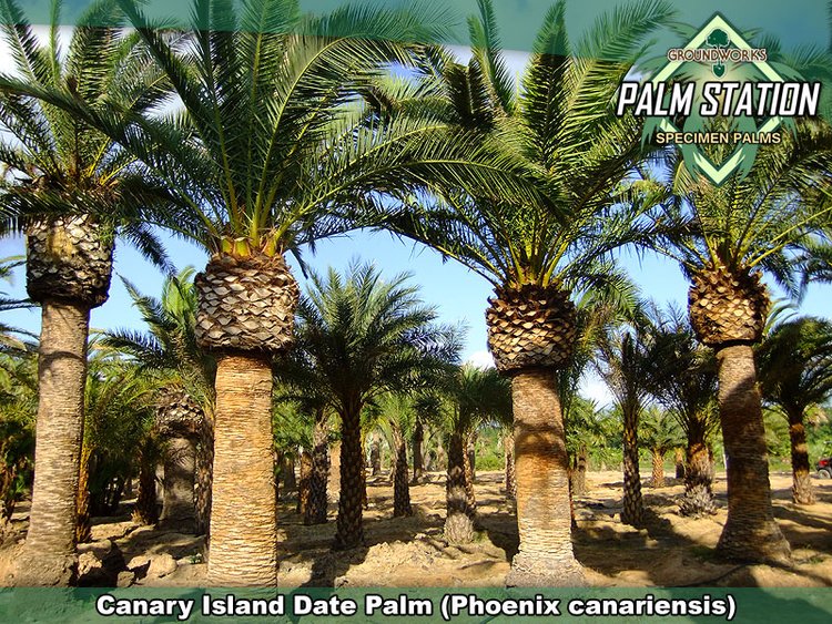 Certified Medjool Date Palms | Certified Zahidi Date Palms | Palm Trees ...
