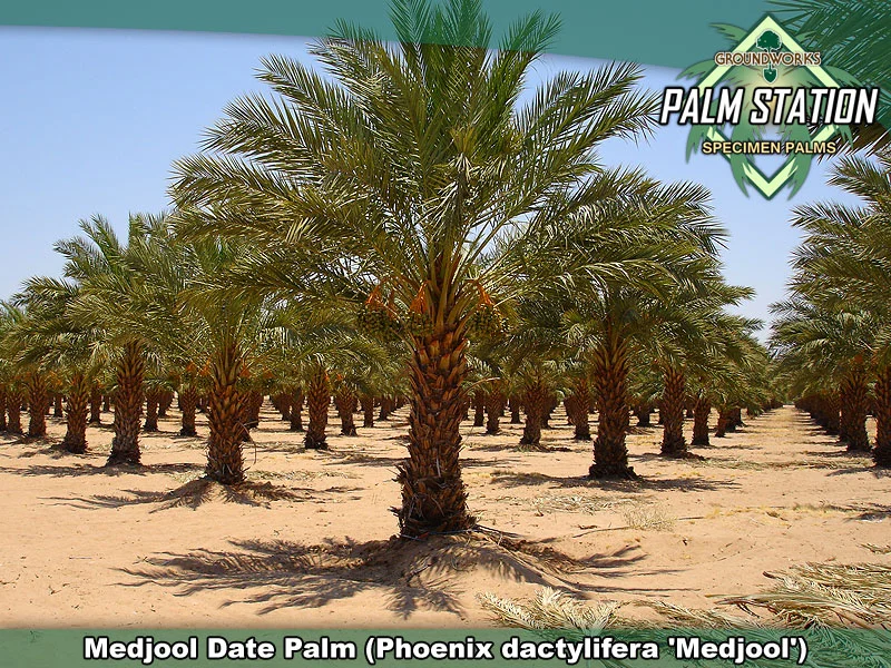 Groundworks - Medjool Date Palm Tree