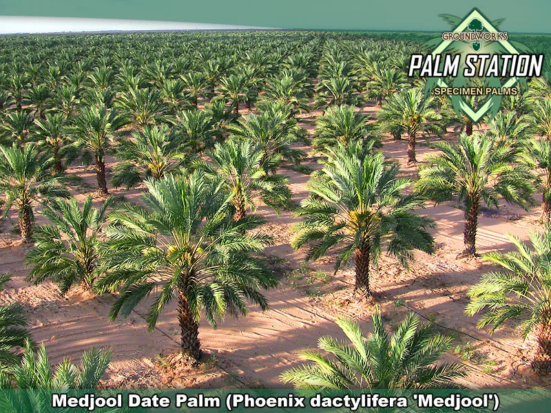 Groundworks - Medjool Date Palm Tree