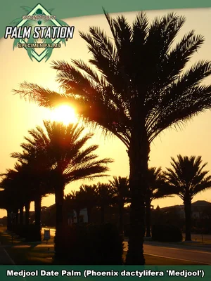 Groundworks - Medjool Date Palm Tree