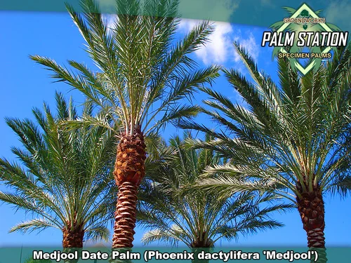 Groundworks - Medjool Date Palm Tree