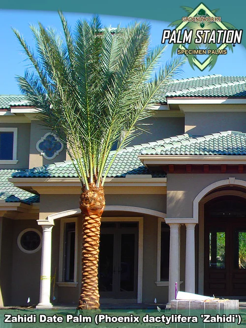 Certified Medjool Date Palms | Certified Zahidi Date Palms | Palm Trees ...