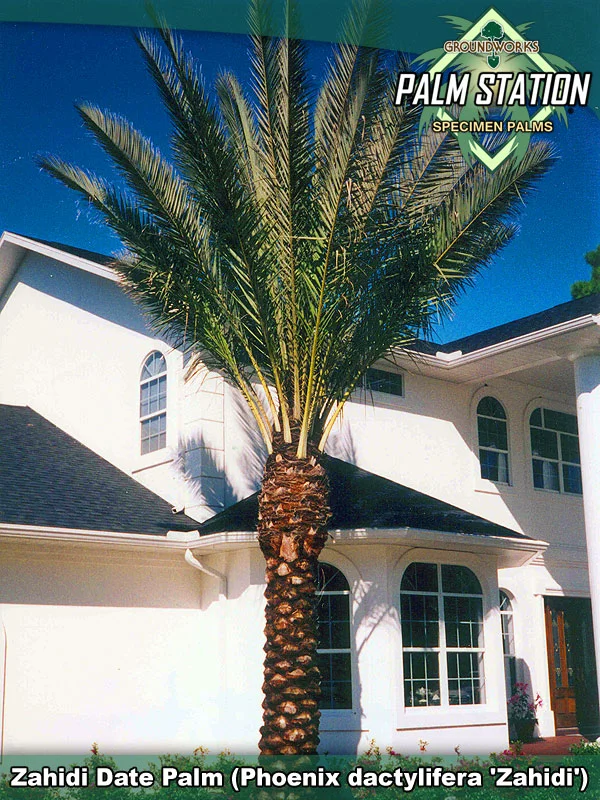Certified Medjool Date Palms | Certified Zahidi Date Palms | Palm Trees ...