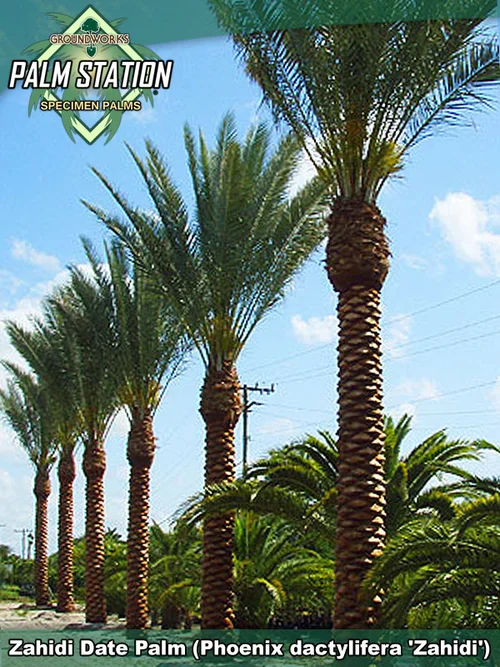 Certified Medjool Date Palms | Certified Zahidi Date Palms | Palm Trees ...