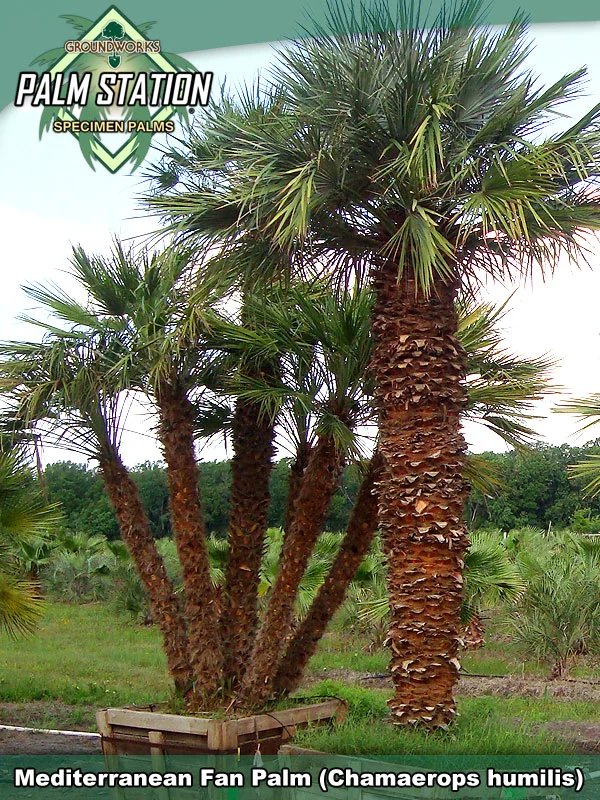 Certified Medjool Date Palms | Certified Zahidi Date Palms | Palm Trees ...