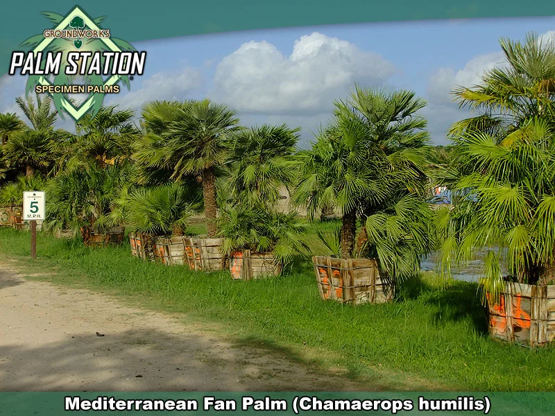 Certified Medjool Date Palms | Certified Zahidi Date Palms | Palm Trees ...