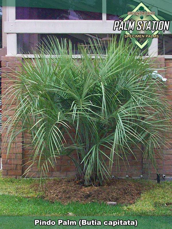 Certified Medjool Date Palms | Certified Zahidi Date Palms | Palm Trees ...