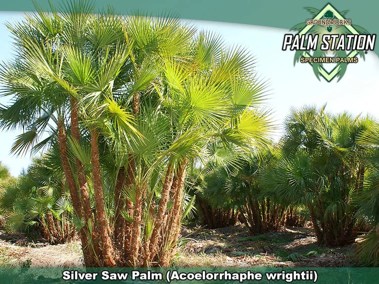 Certified Medjool Date Palms | Certified Zahidi Date Palms | Palm Trees ...
