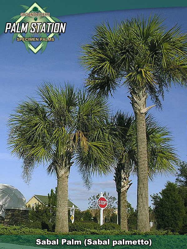 Groundworks - Sabal Palm