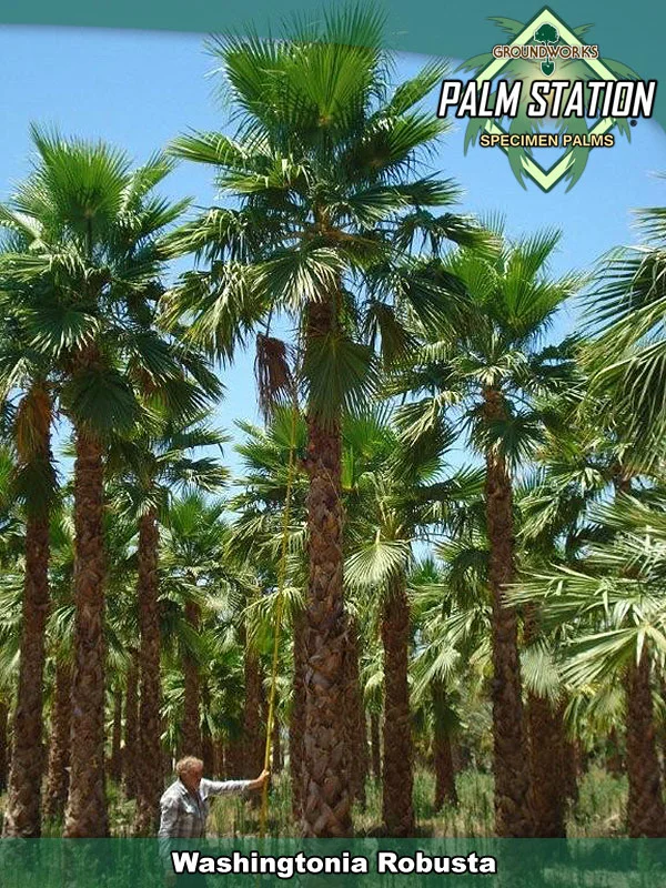 Certified Medjool Date Palms | Certified Zahidi Date Palms | Palm Trees ...