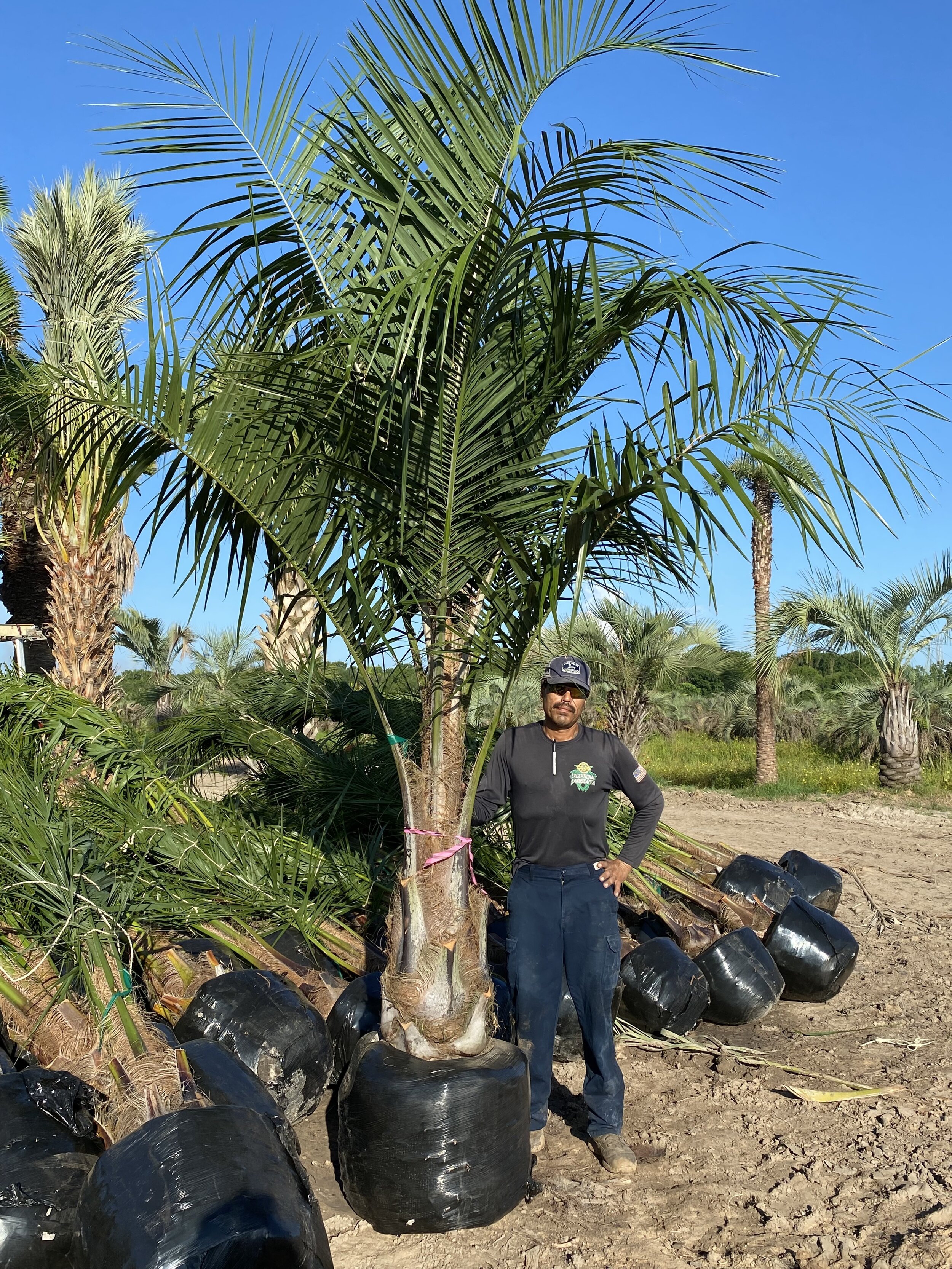 Certified Medjool Date Palms | Certified Zahidi Date Palms | Palm Trees ...
