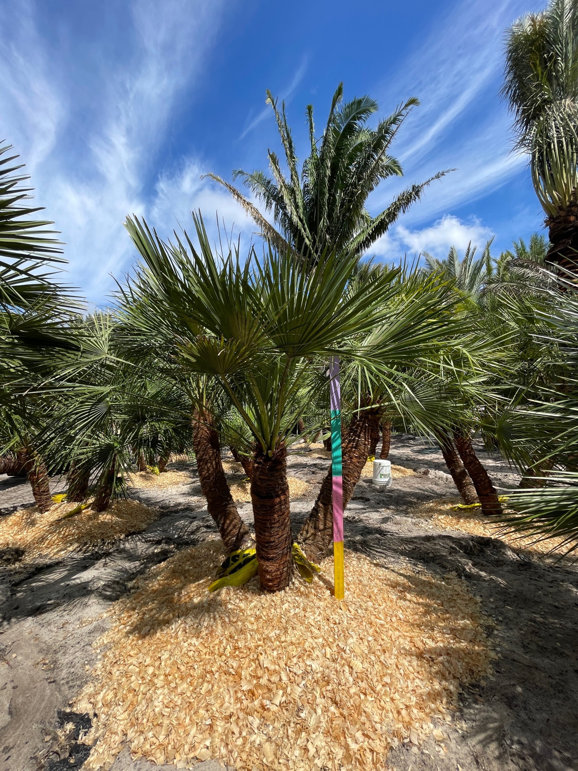 Certified Medjool Date Palms | Certified Zahidi Date Palms | Palm Trees ...