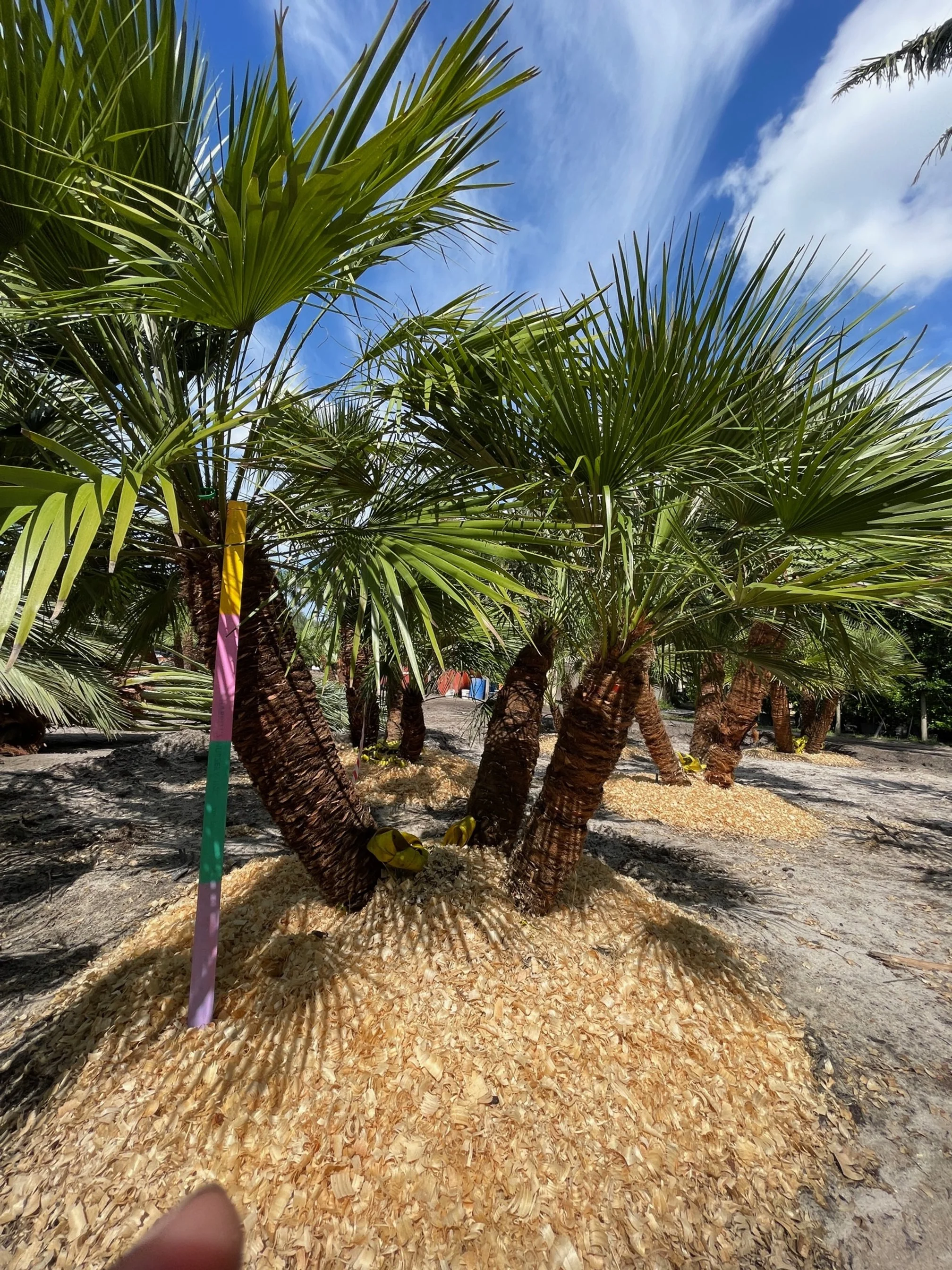 Certified Medjool Date Palms | Certified Zahidi Date Palms | Palm Trees ...