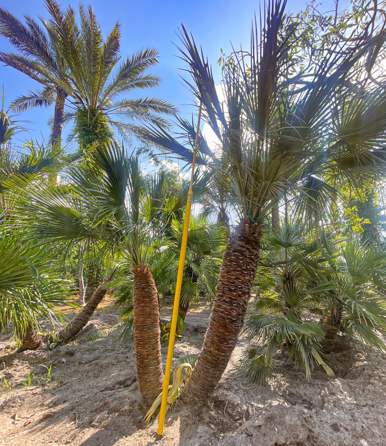 Certified Medjool Date Palms | Certified Zahidi Date Palms | Palm Trees ...