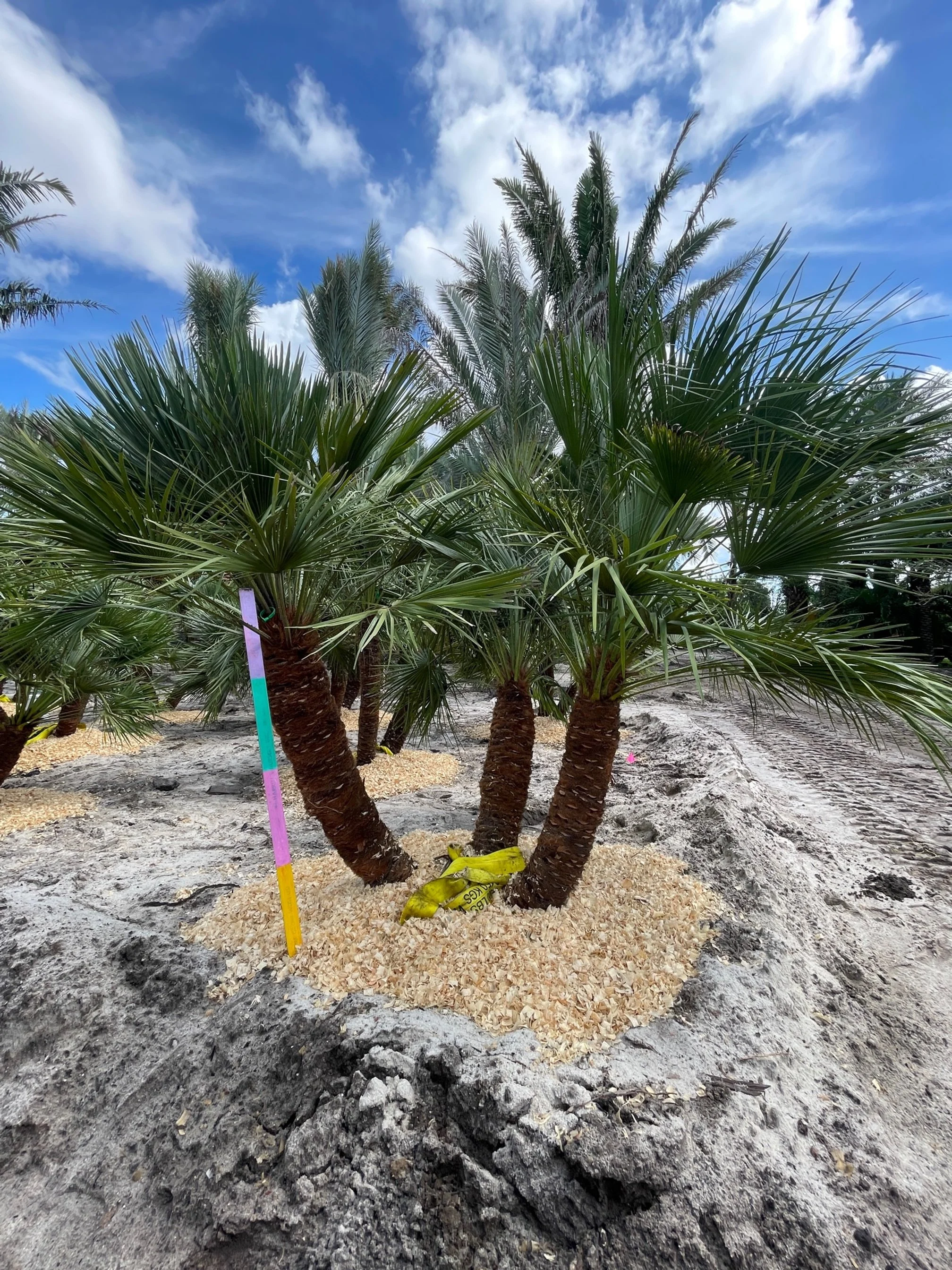 Certified Medjool Date Palms | Certified Zahidi Date Palms | Palm Trees ...