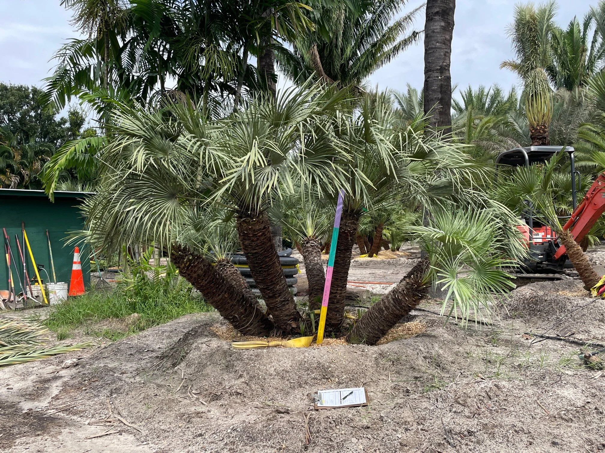 Certified Medjool Date Palms | Certified Zahidi Date Palms | Palm Trees ...
