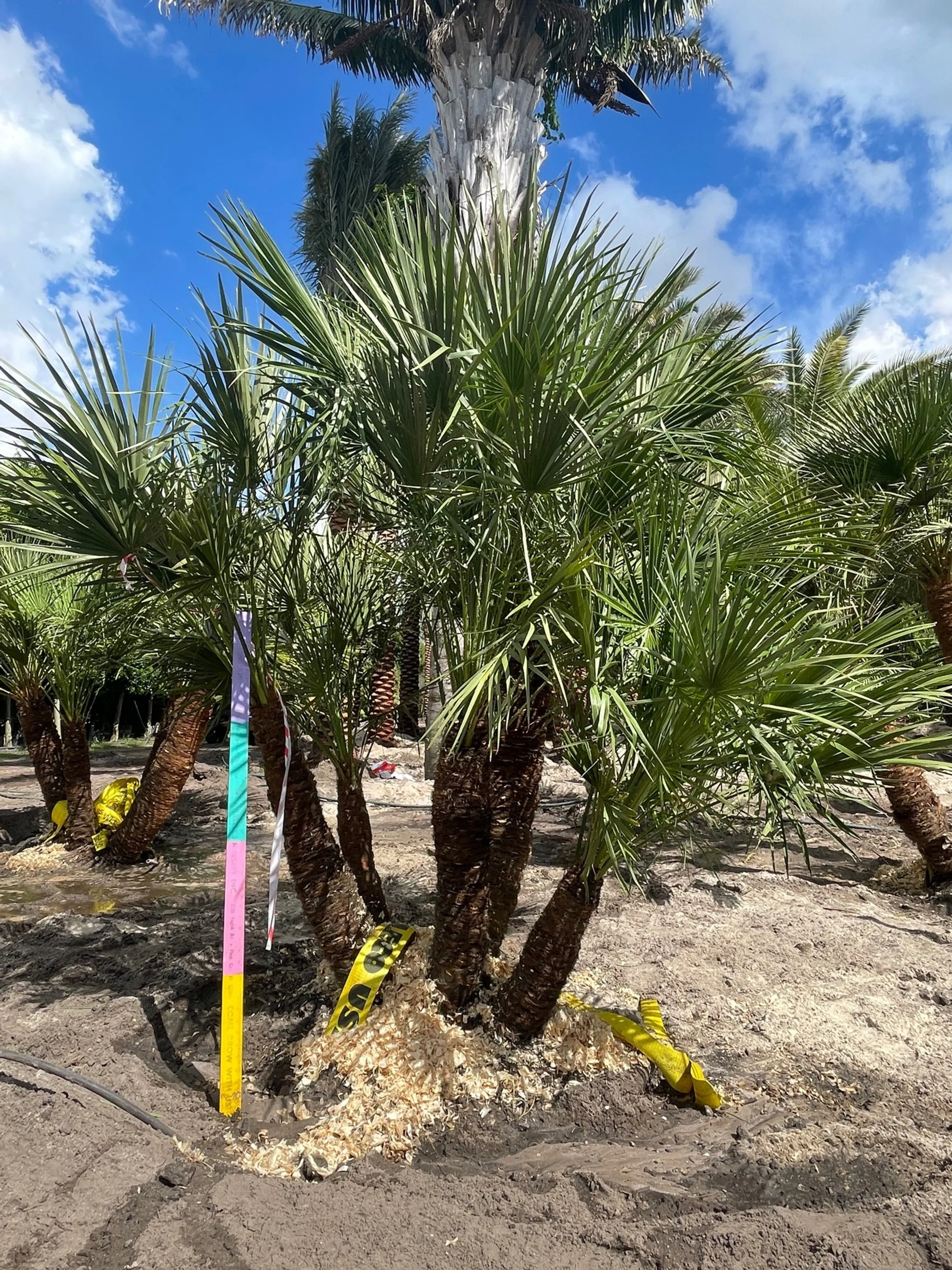 Certified Medjool Date Palms | Certified Zahidi Date Palms | Palm Trees ...