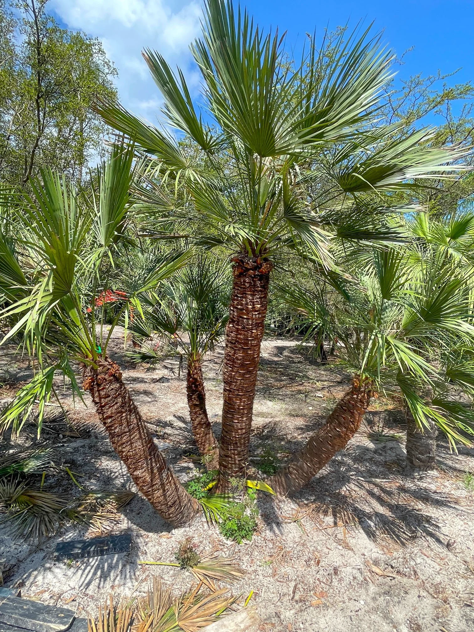 Certified Medjool Date Palms | Certified Zahidi Date Palms | Palm Trees ...