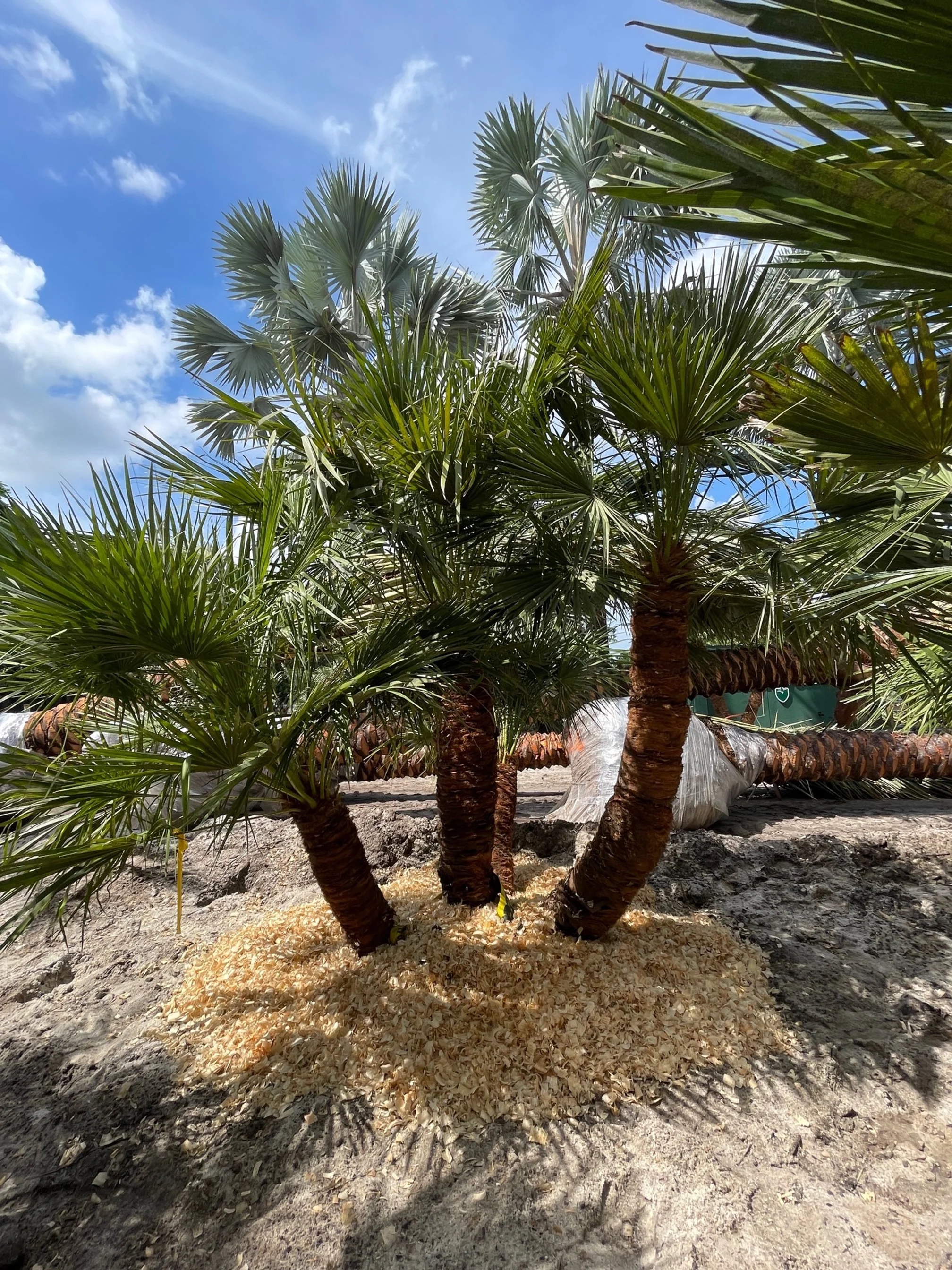 Certified Medjool Date Palms | Certified Zahidi Date Palms | Palm Trees ...