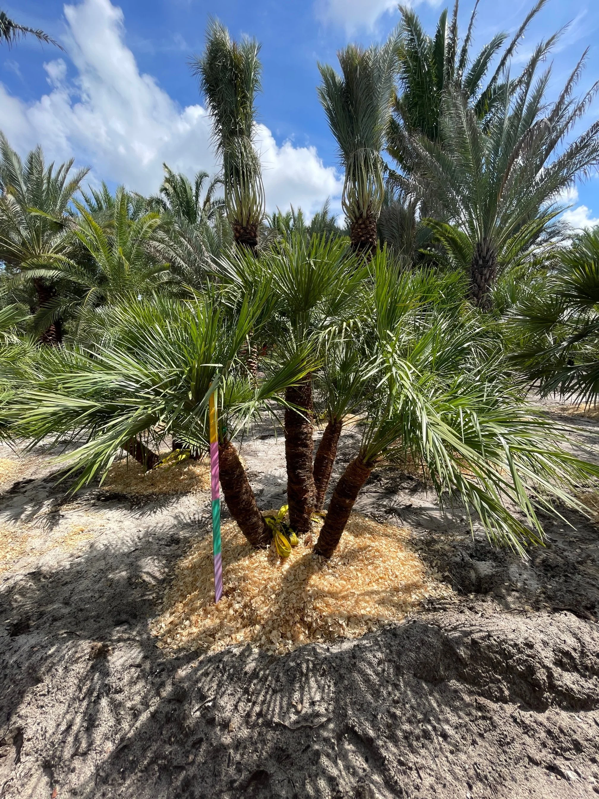Certified Medjool Date Palms | Certified Zahidi Date Palms | Palm Trees ...