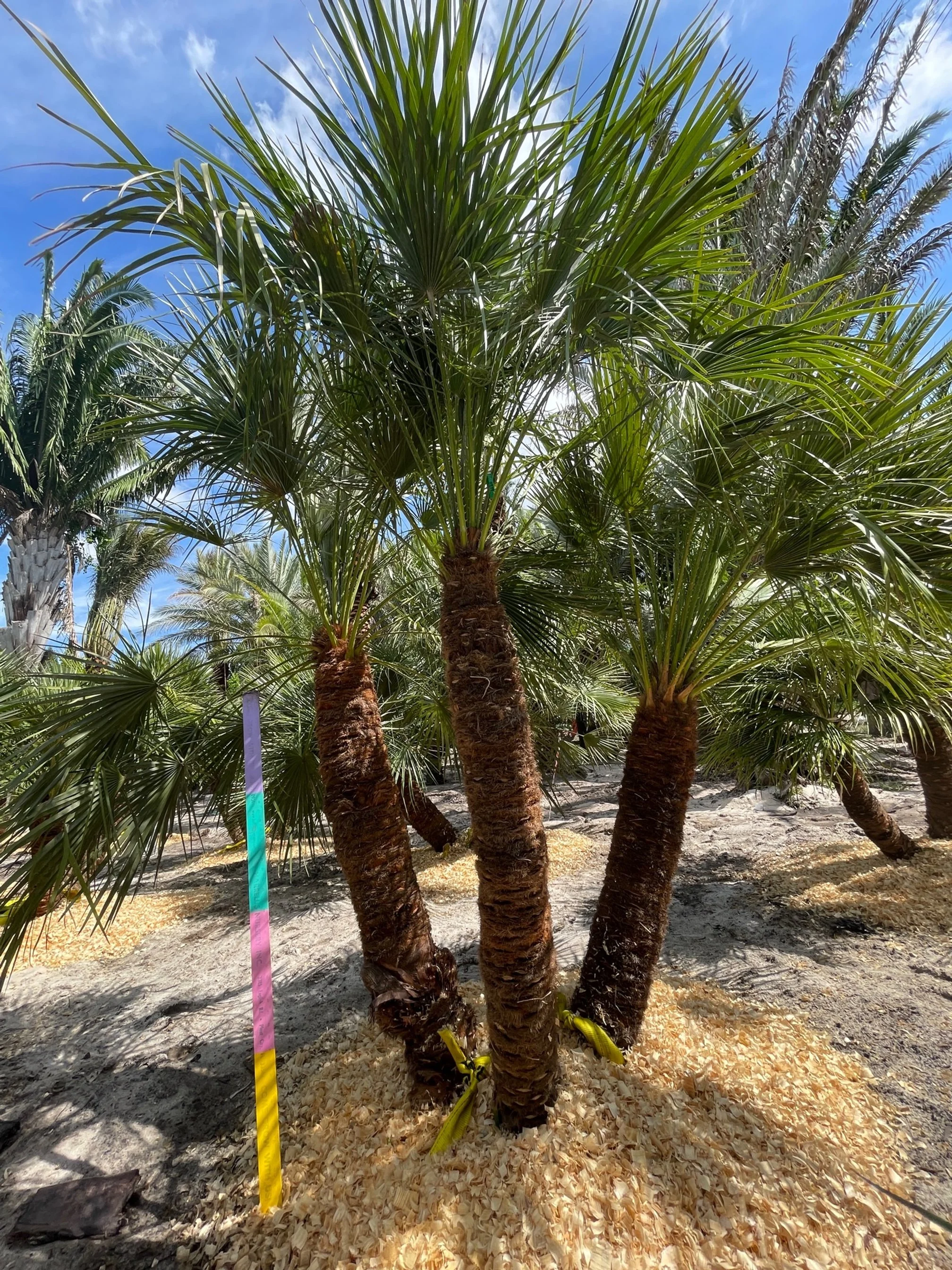 Certified Medjool Date Palms | Certified Zahidi Date Palms | Palm Trees ...