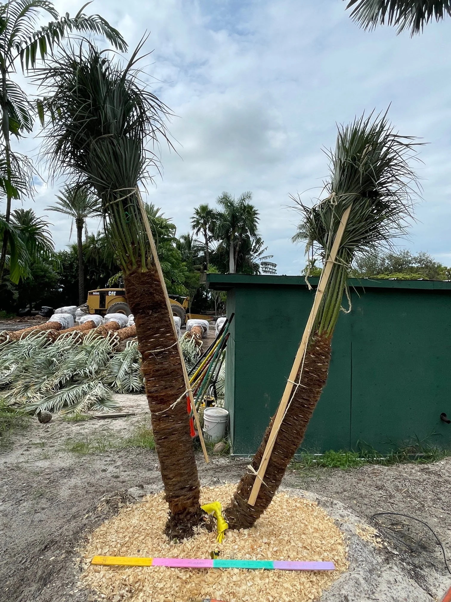 Certified Medjool Date Palms | Certified Zahidi Date Palms | Palm Trees ...