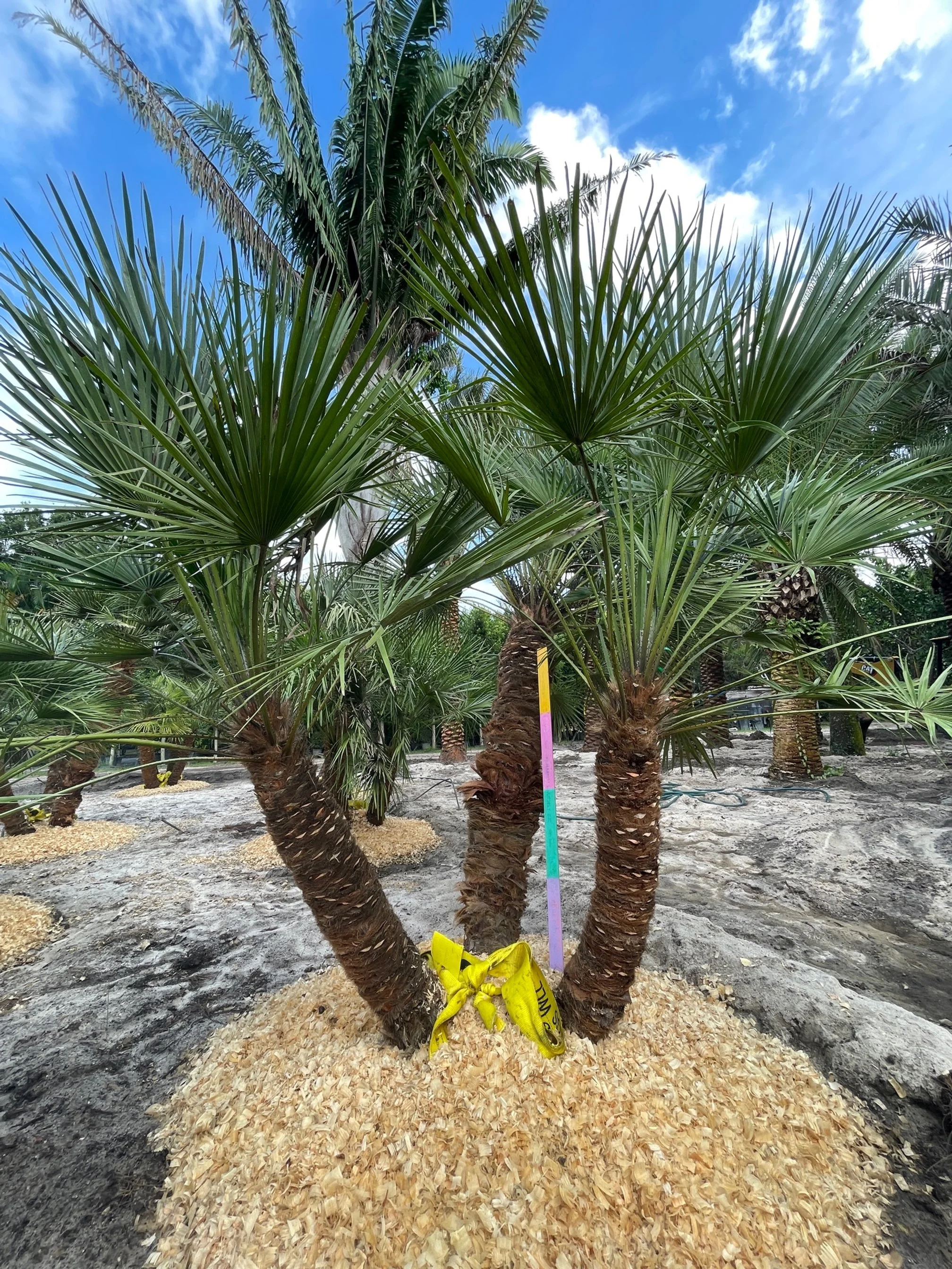 Certified Medjool Date Palms | Certified Zahidi Date Palms | Palm Trees ...