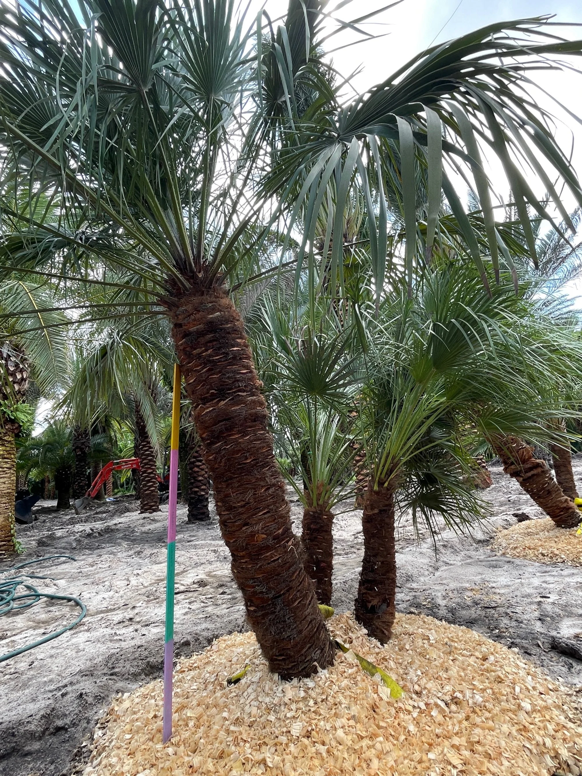 Certified Medjool Date Palms | Certified Zahidi Date Palms | Palm Trees ...