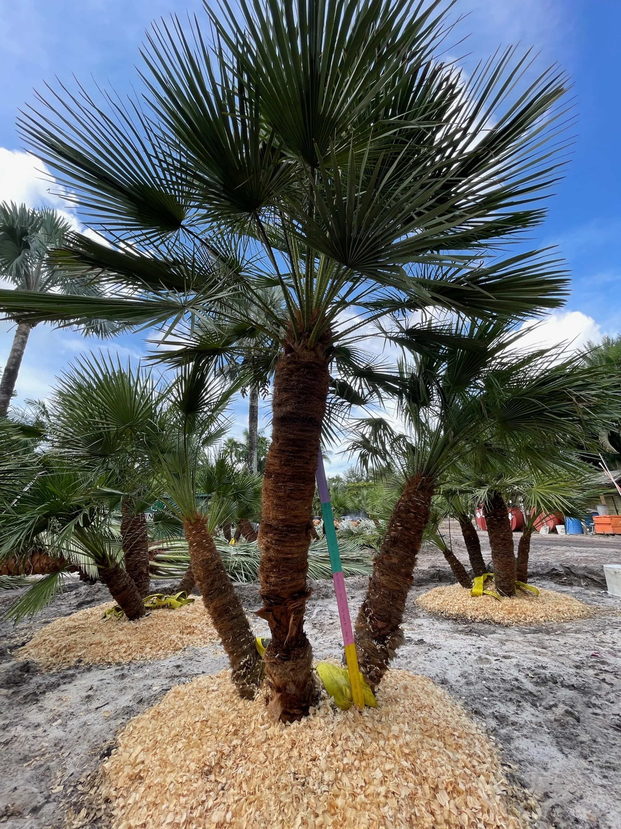 Certified Medjool Date Palms | Certified Zahidi Date Palms | Palm Trees ...