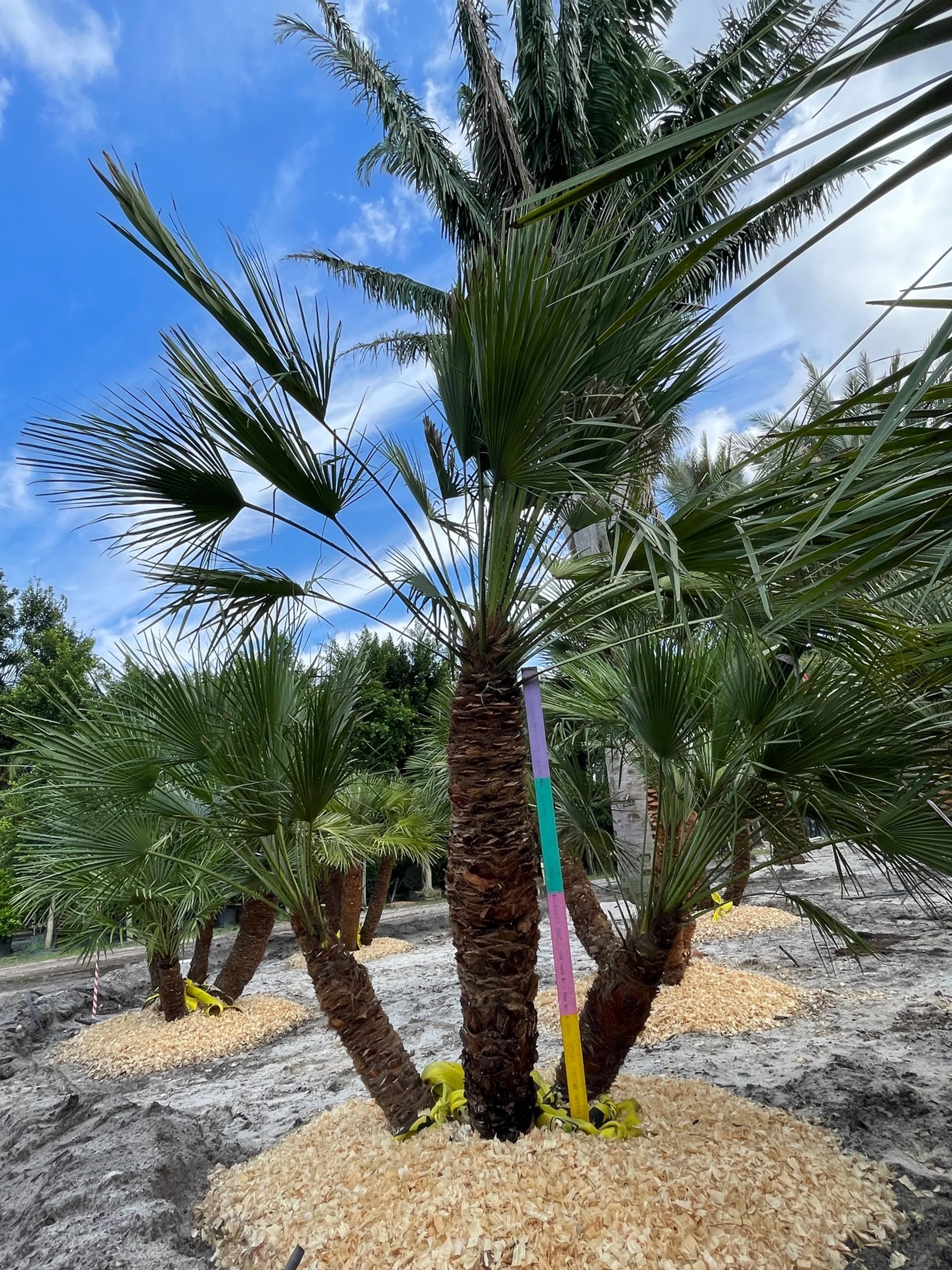 Certified Medjool Date Palms | Certified Zahidi Date Palms | Palm Trees ...