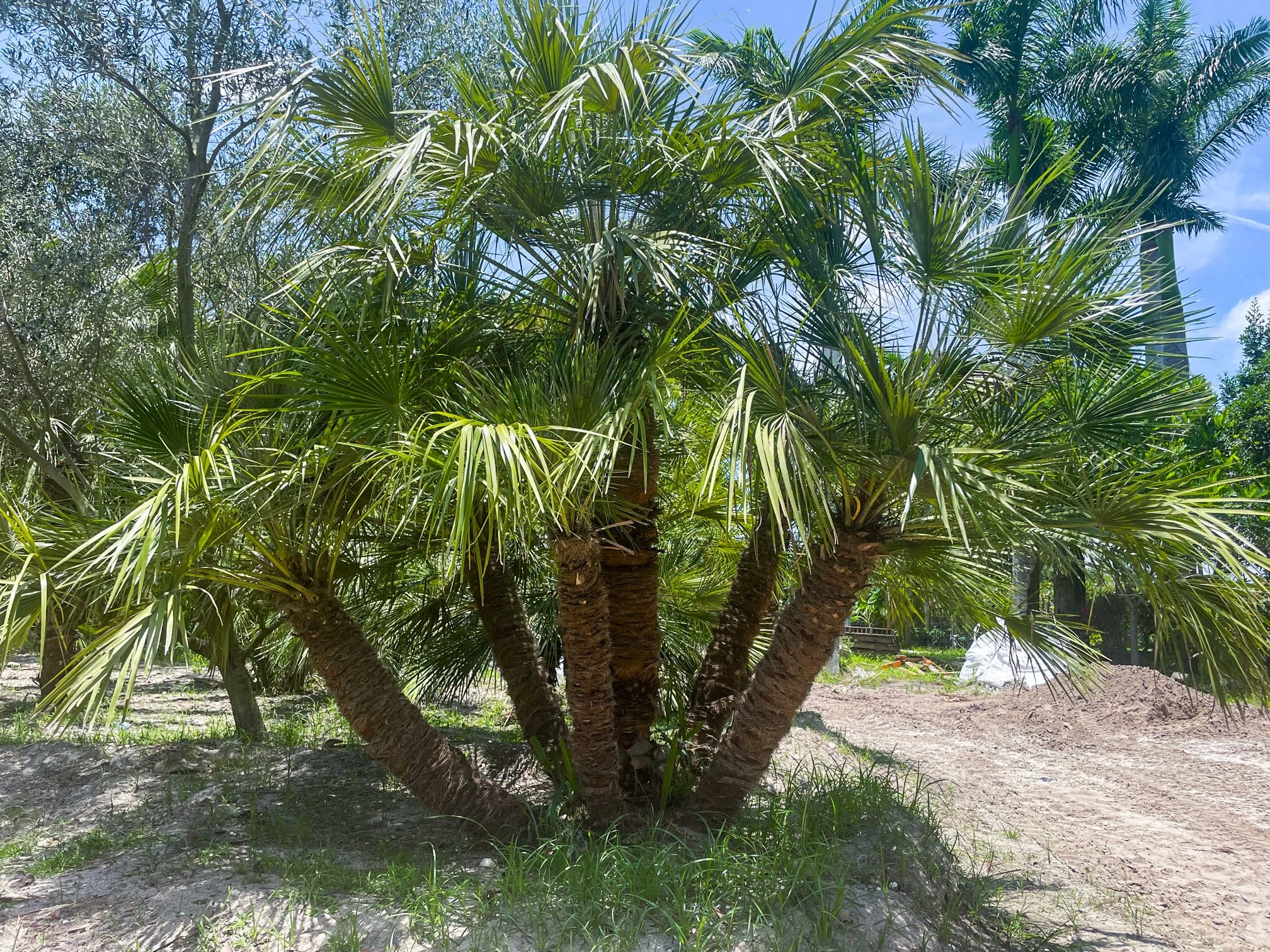 Certified Medjool Date Palms | Certified Zahidi Date Palms | Palm Trees ...