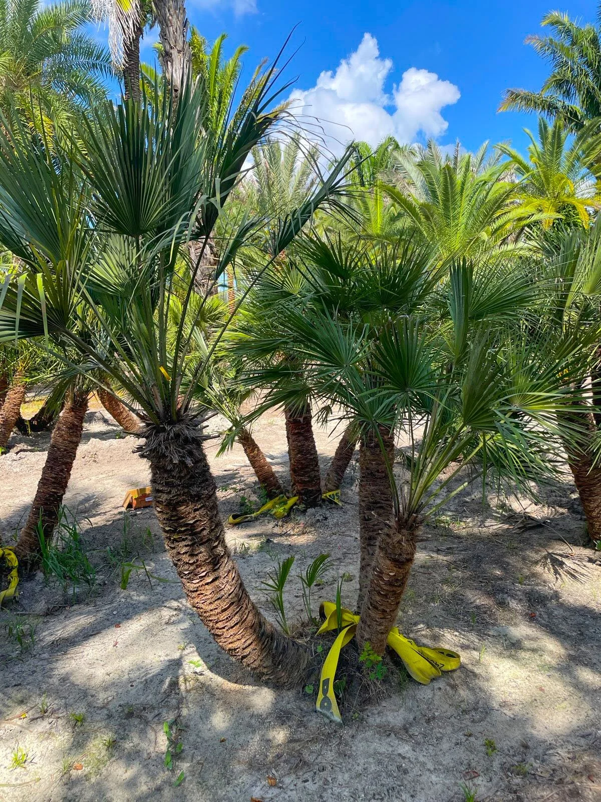 Certified Medjool Date Palms | Certified Zahidi Date Palms | Palm Trees ...
