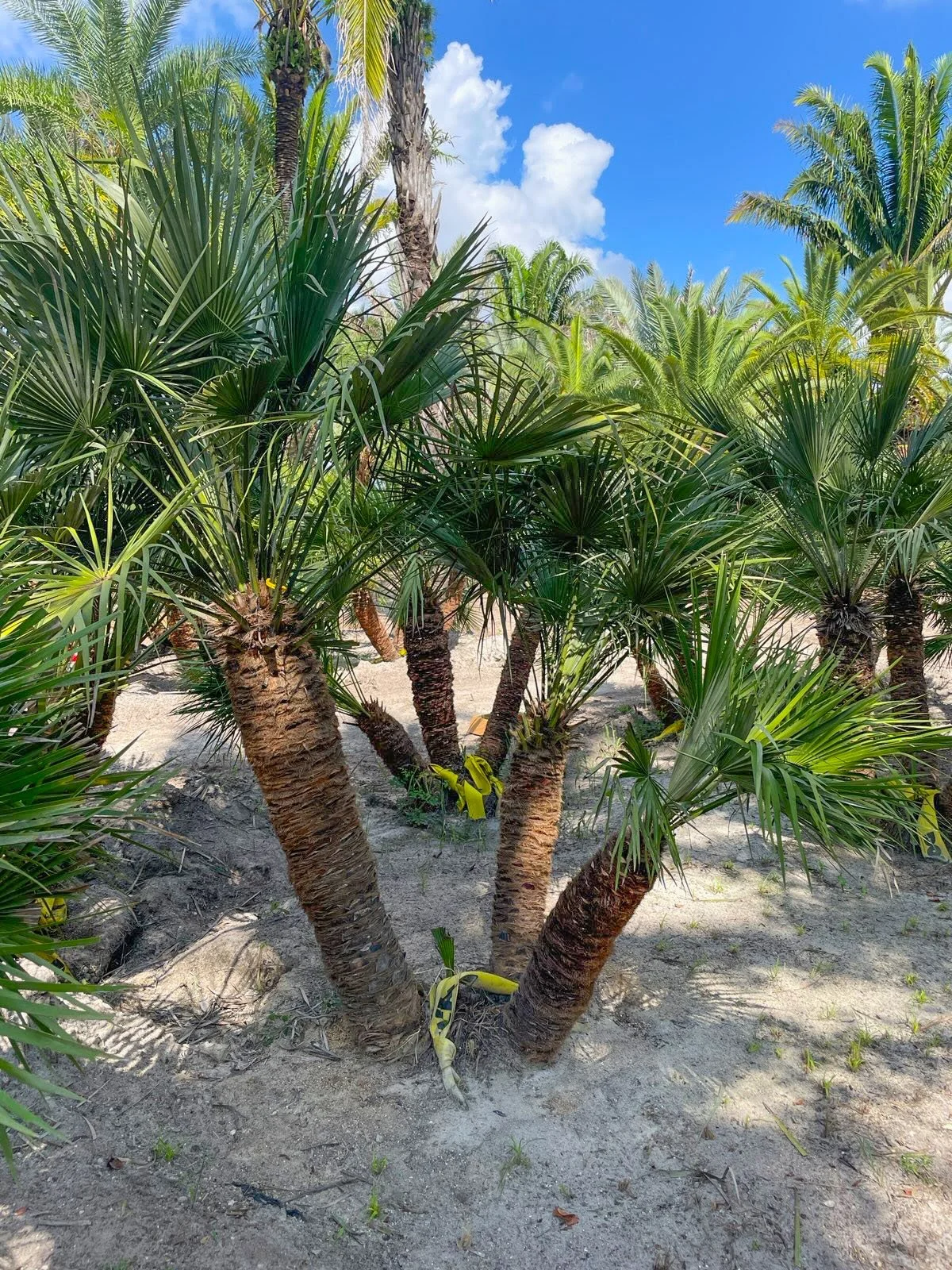 Certified Medjool Date Palms | Certified Zahidi Date Palms | Palm Trees ...
