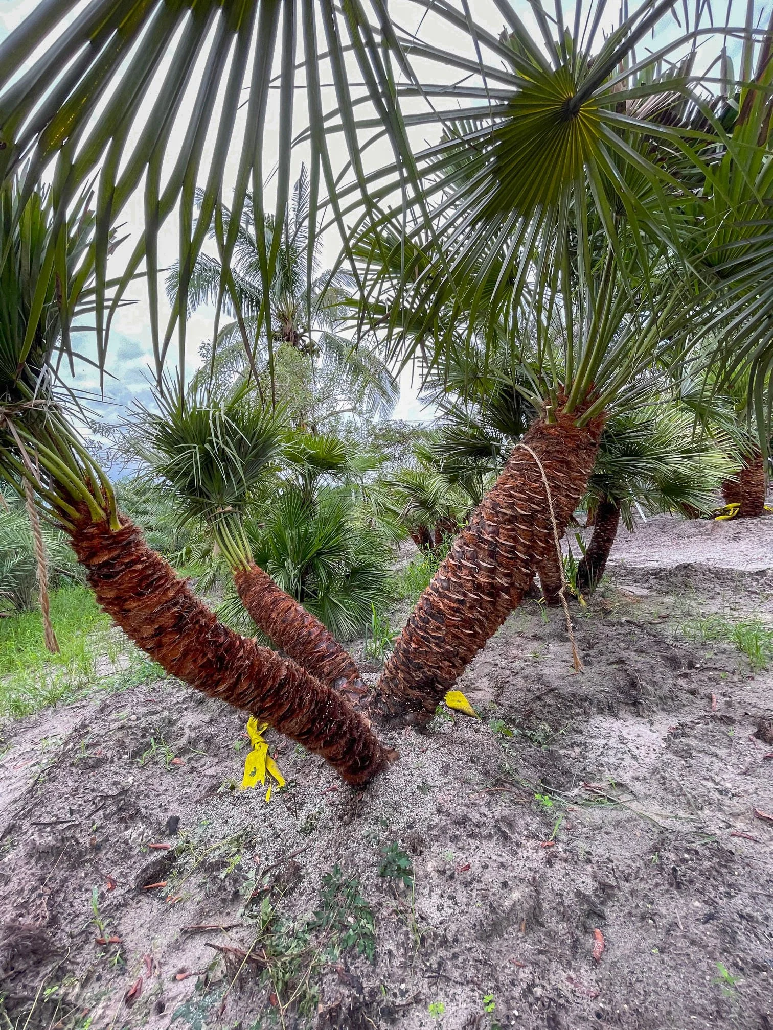 Certified Medjool Date Palms | Certified Zahidi Date Palms | Palm Trees ...