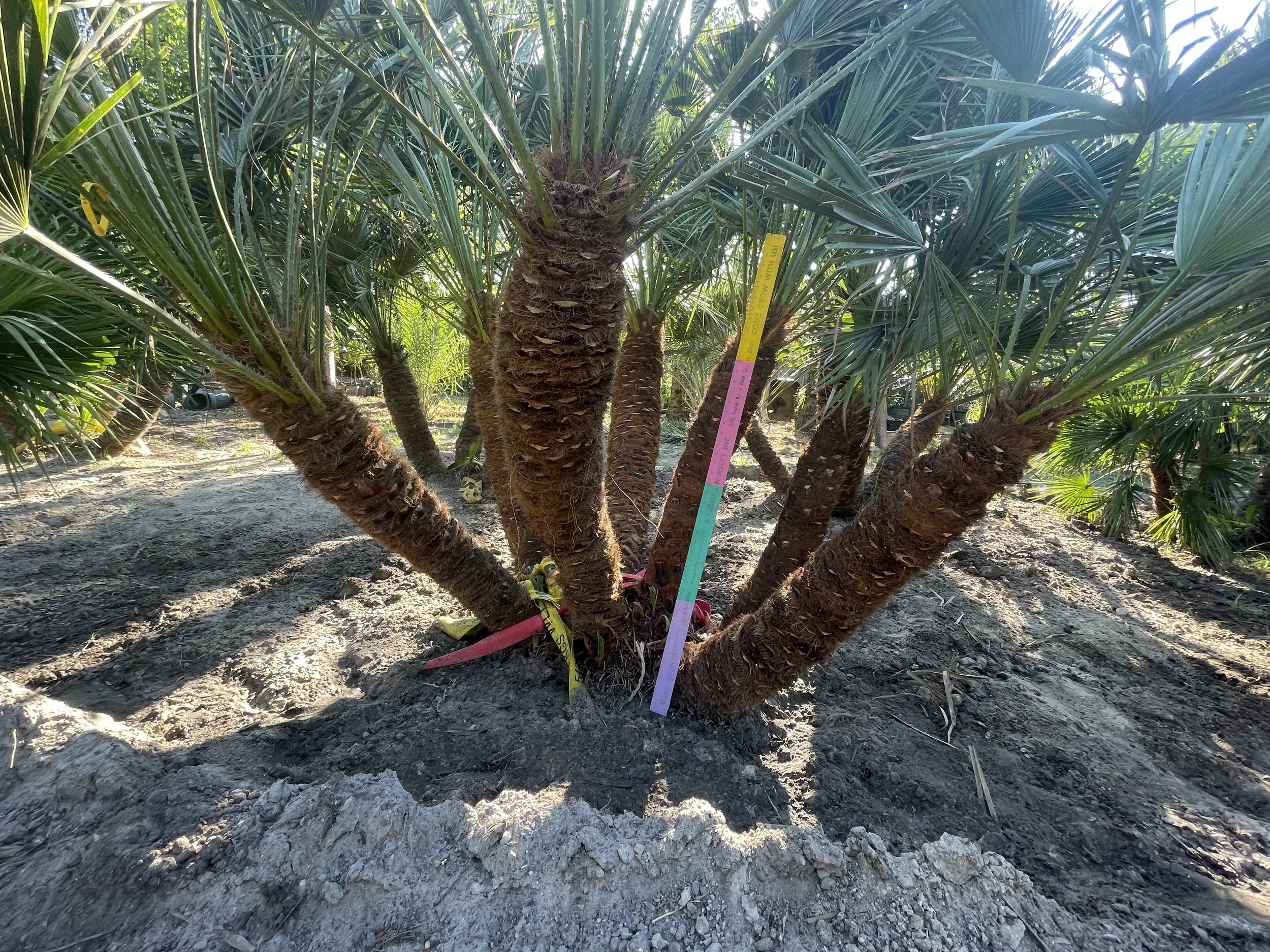 Certified Medjool Date Palms | Certified Zahidi Date Palms | Palm Trees ...