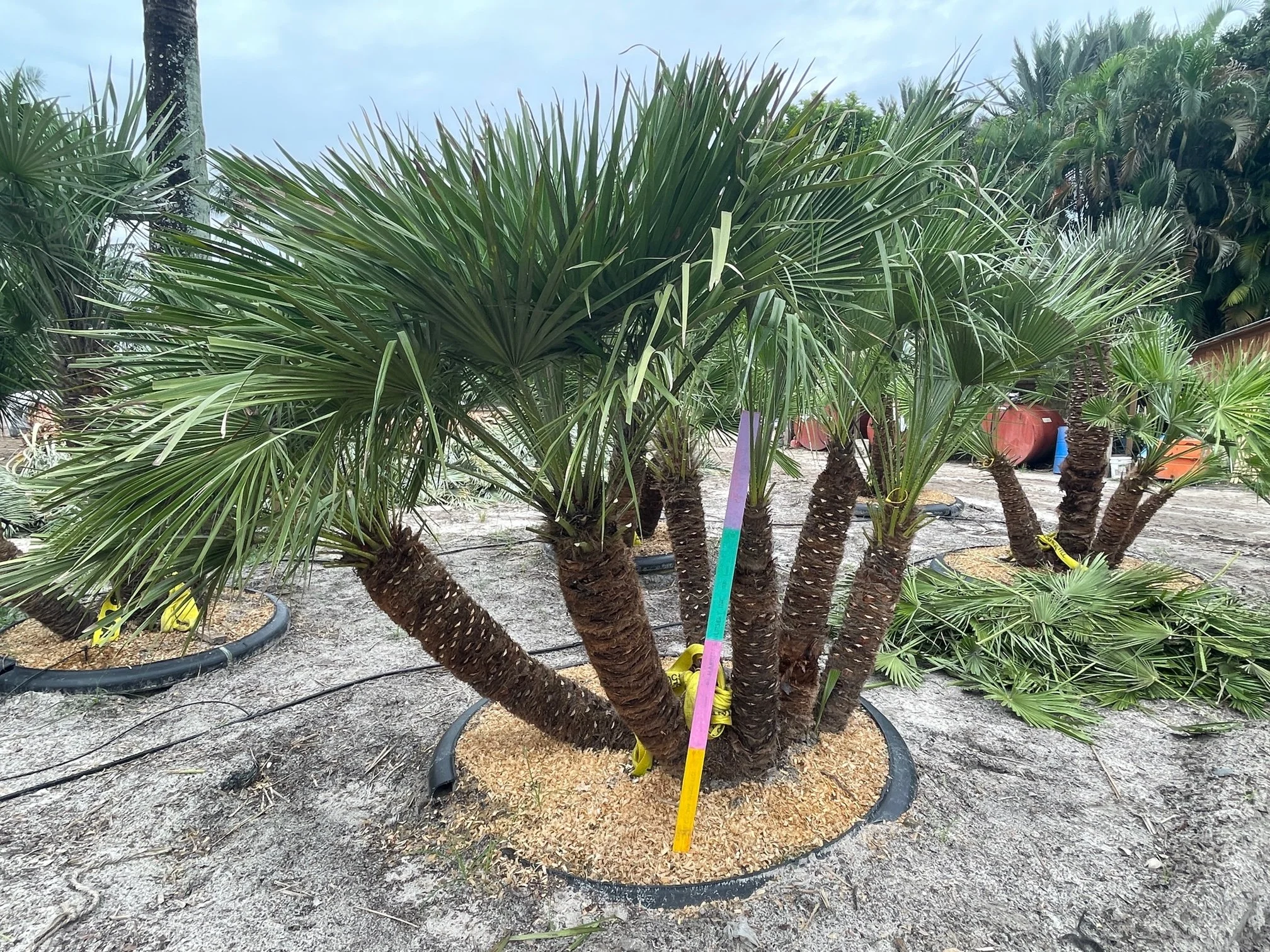 Certified Medjool Date Palms | Certified Zahidi Date Palms | Palm Trees ...