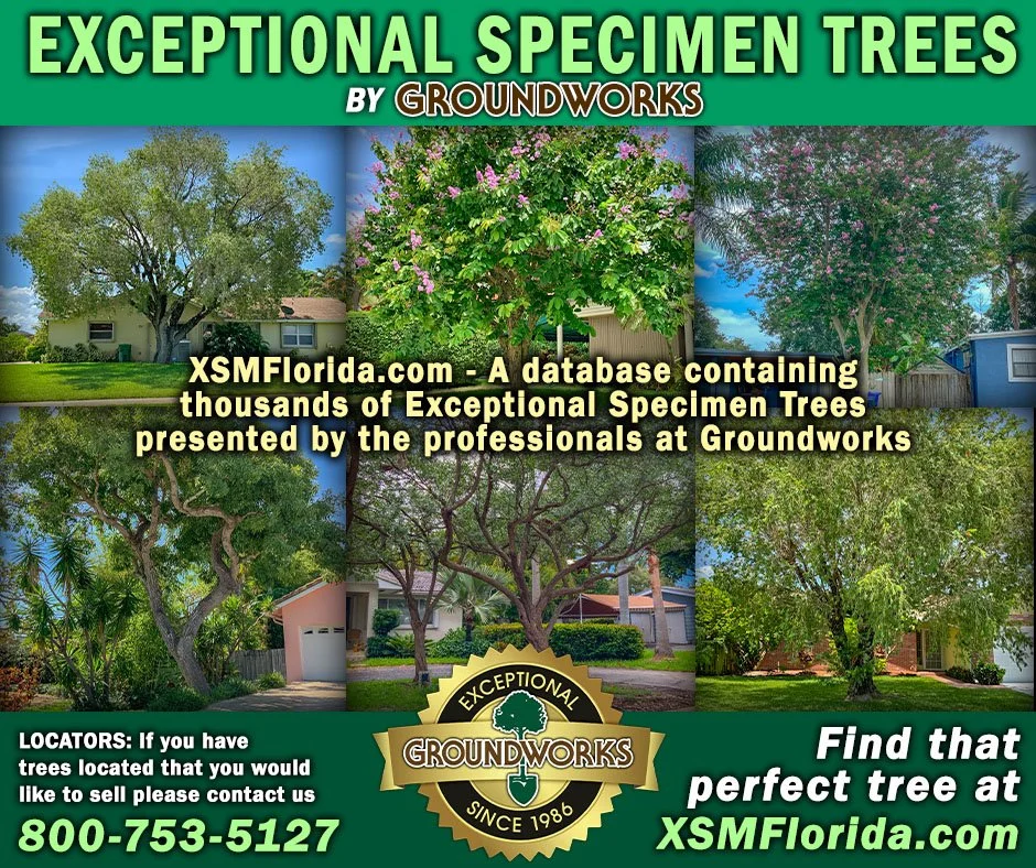 Certified Medjool Date Palms | Certified Zahidi Date Palms | Palm Trees ...