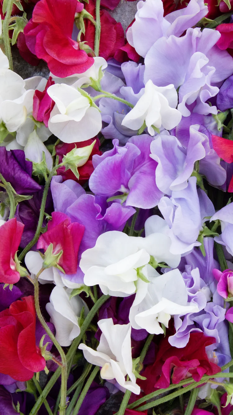 Free Floral Phone Wallpaper • British Flowers • Photo Backdrops UK from ...