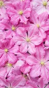 Free Floral Phone Wallpaper • British Flowers • Photo Backdrops UK from ...