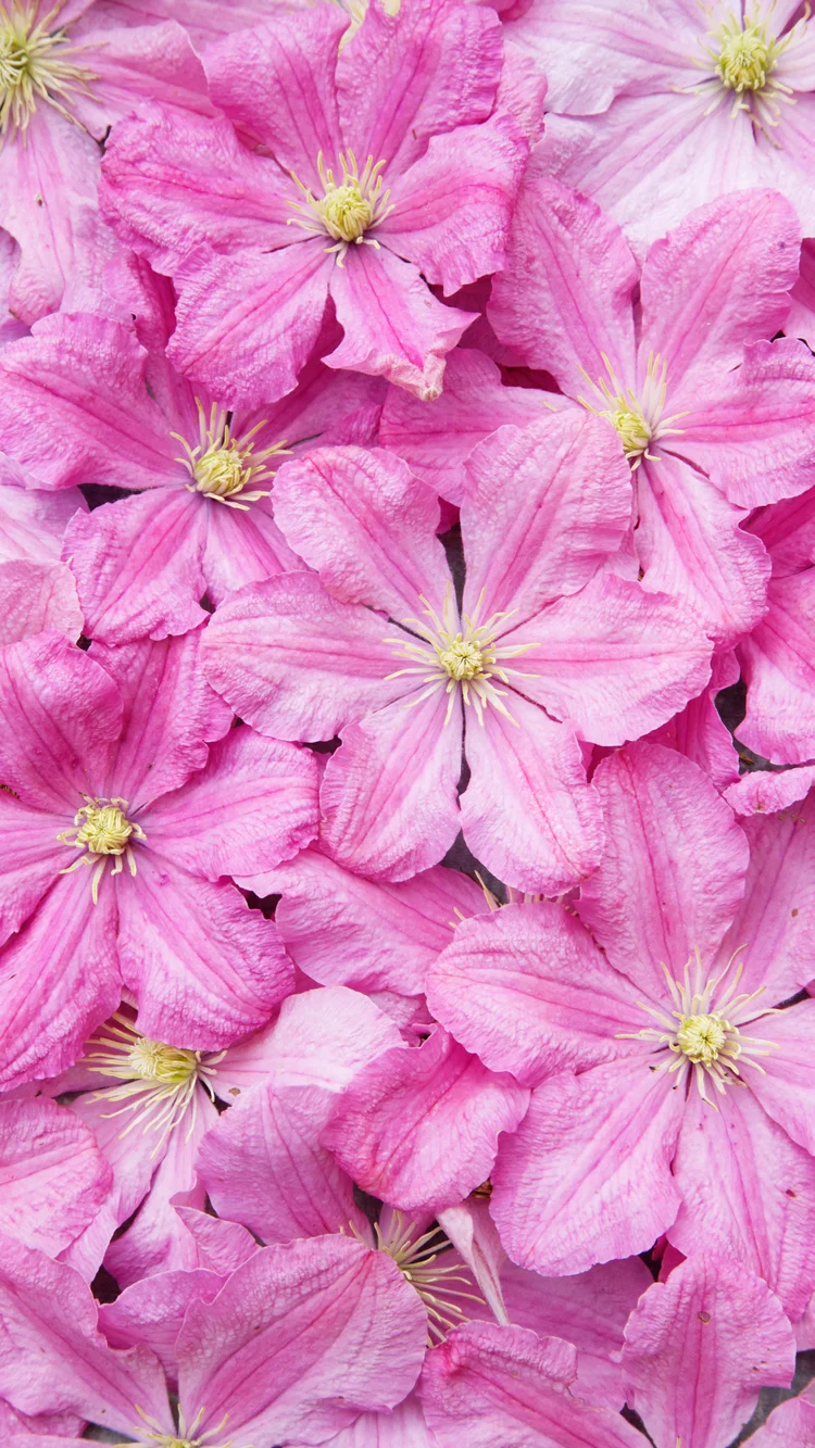 Free Floral Phone Wallpaper • British Flowers • Photo Backdrops UK from ...