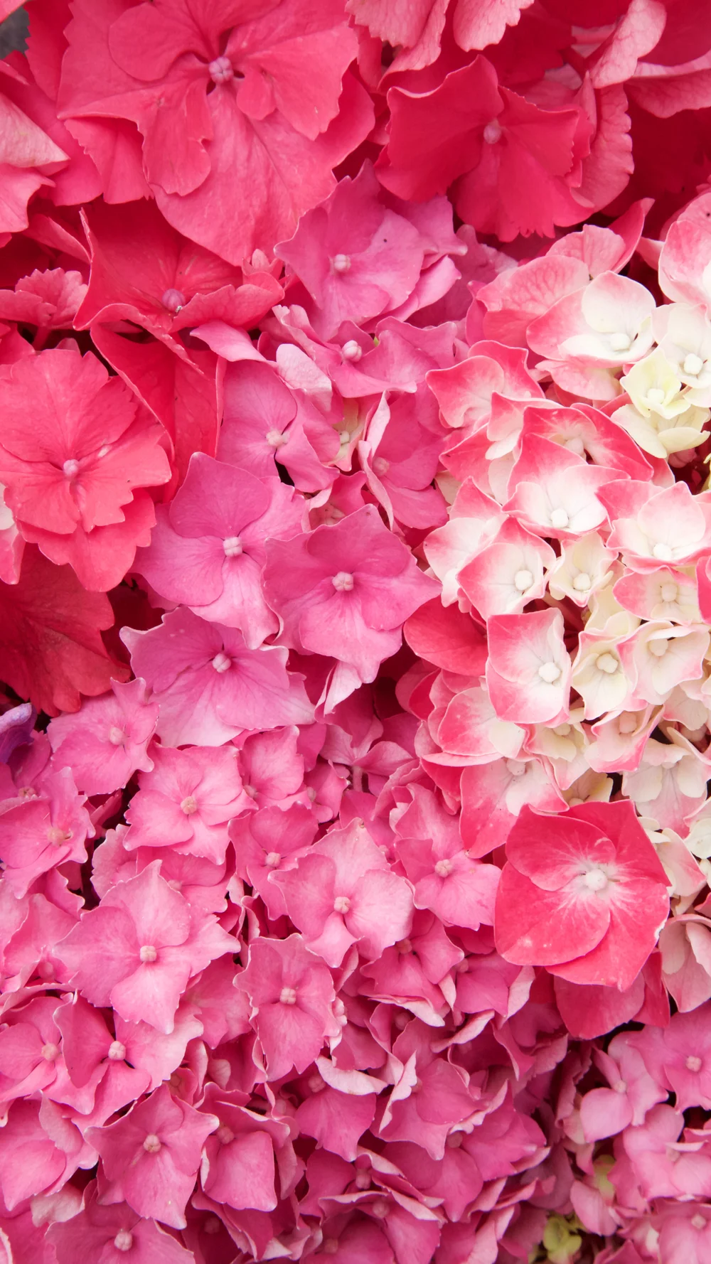 Free Floral Phone Wallpaper • British Flowers • Photo Backdrops UK from ...