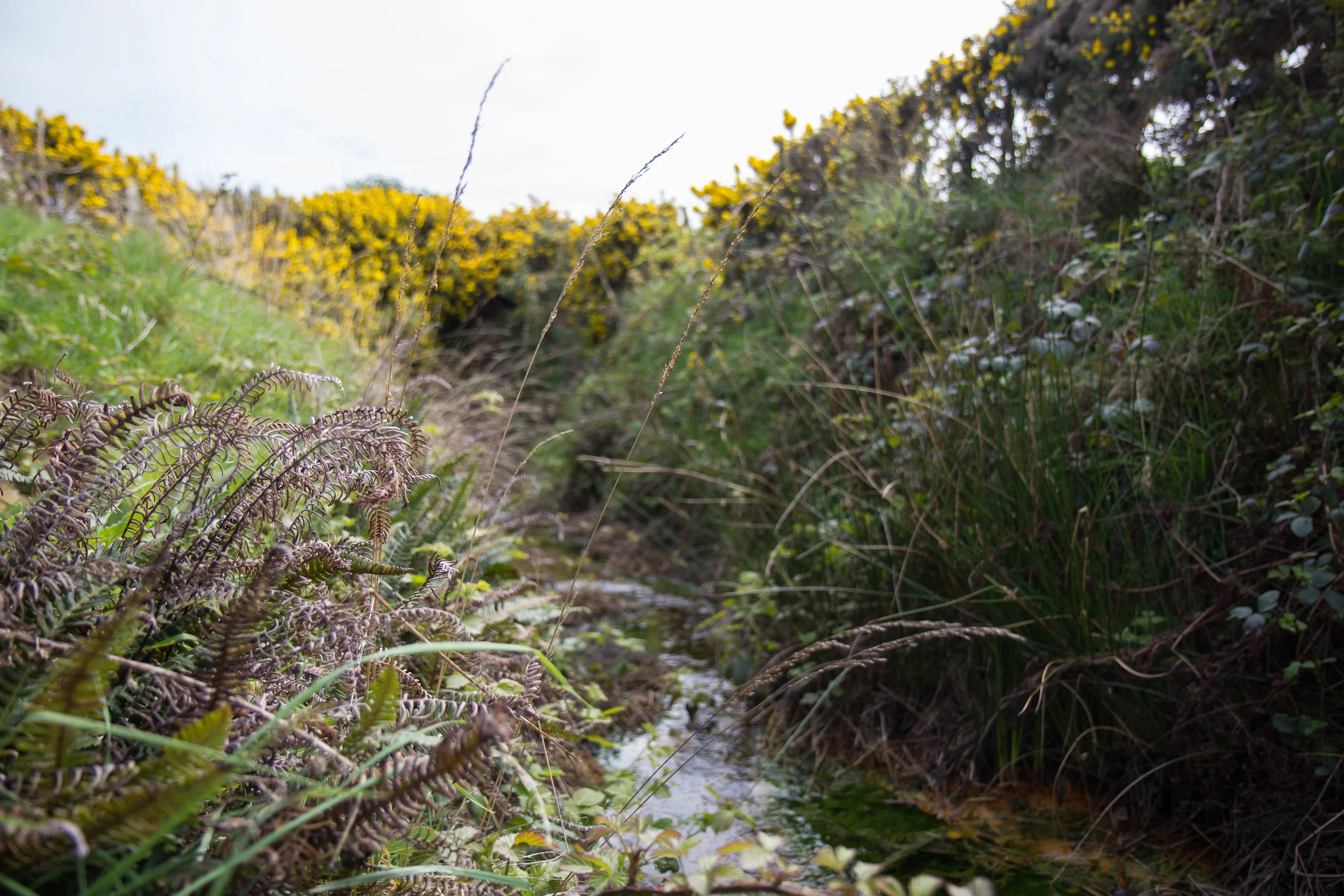 The Strange Case of Afon Goch y Gogledd — Lindsey Colbourne (Heledd Wen)