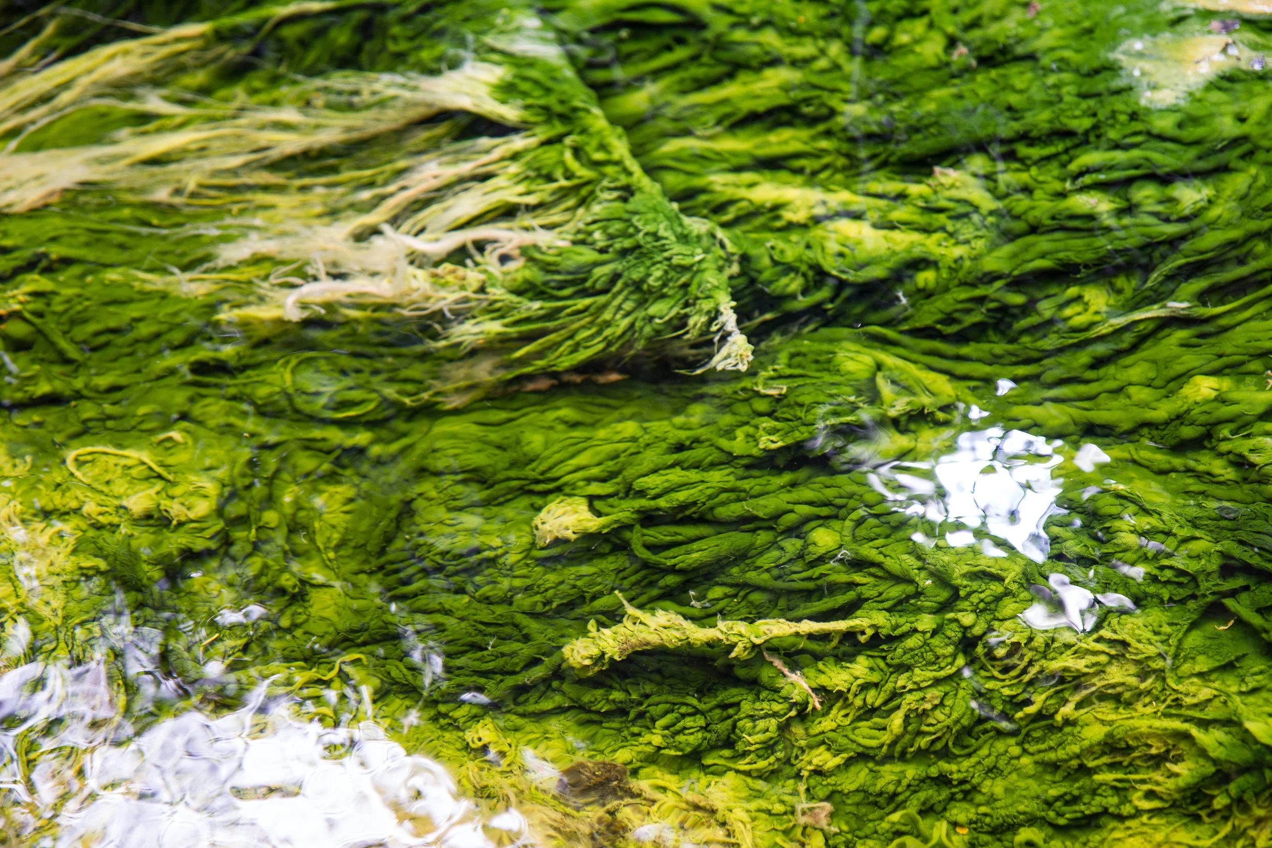 The Strange Case of Afon Goch y Gogledd — Lindsey Colbourne (Heledd Wen)