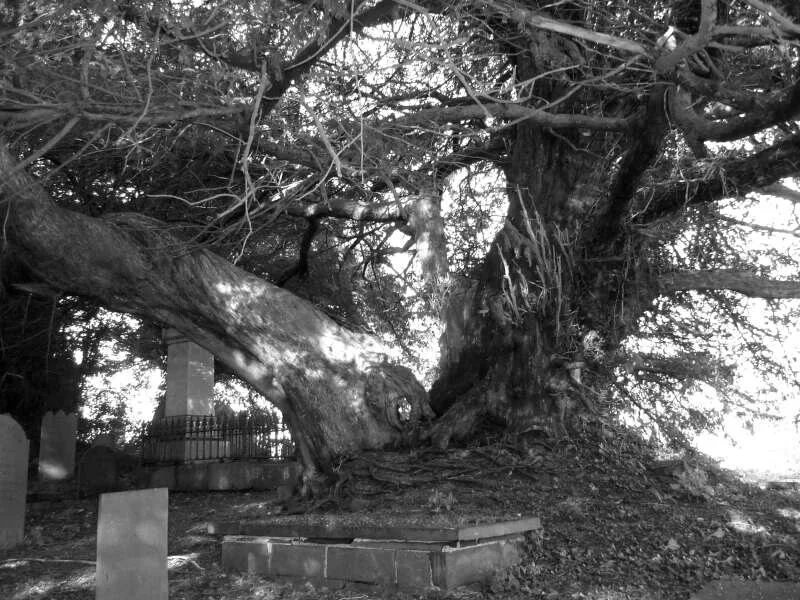 Ymchwil i’r coeden hynaf yn Nyffryn Peris - A search for the oldest ...
