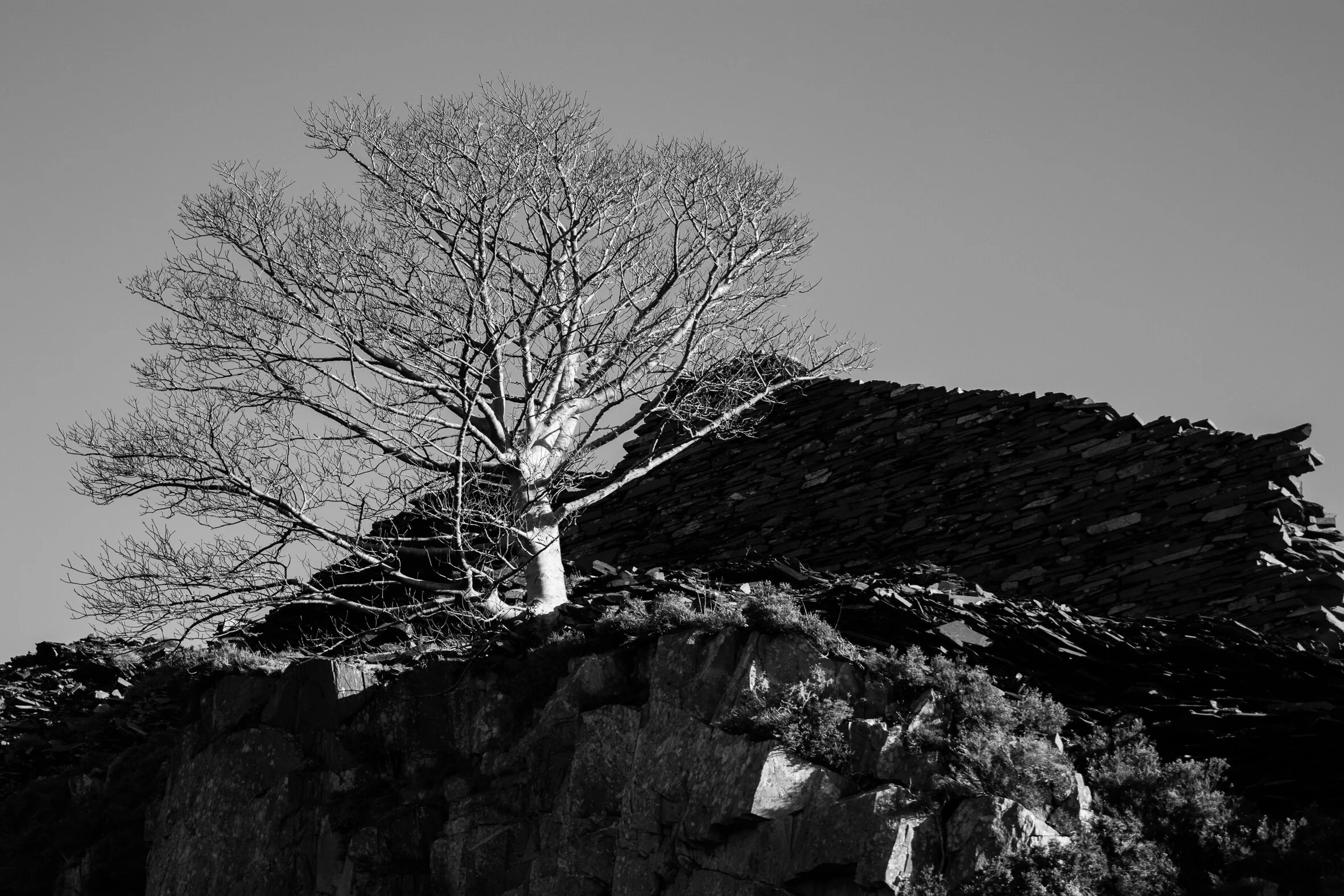 Ymchwil i’r coeden hynaf yn Nyffryn Peris - A search for the oldest ...