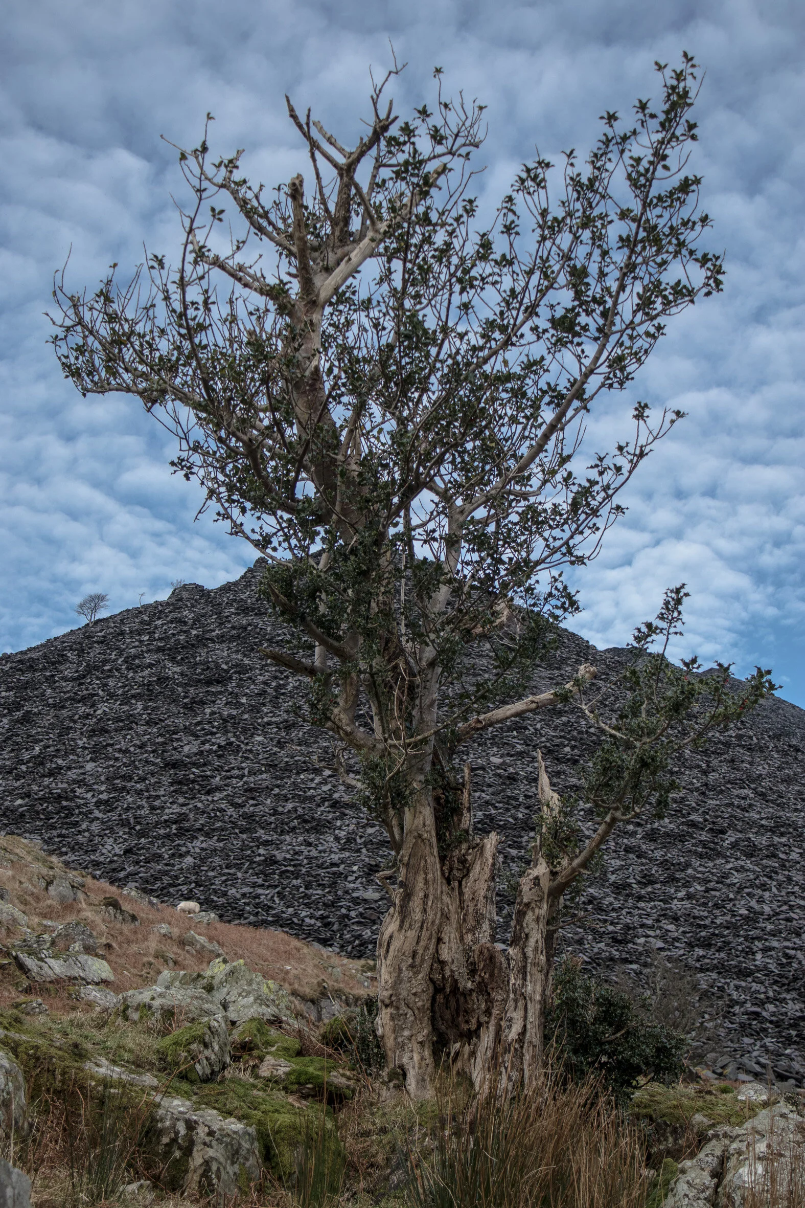 Ymchwil i’r coeden hynaf yn Nyffryn Peris - A search for the oldest ...