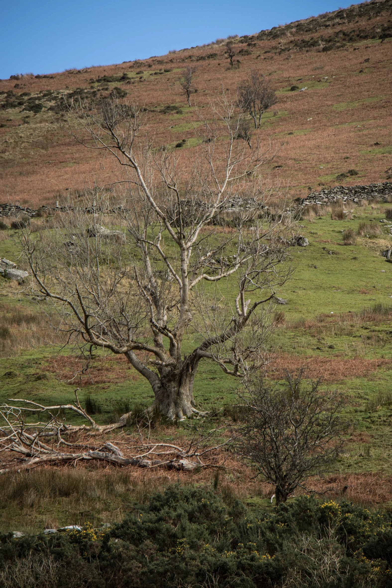 Ymchwil i’r coeden hynaf yn Nyffryn Peris - A search for the oldest ...